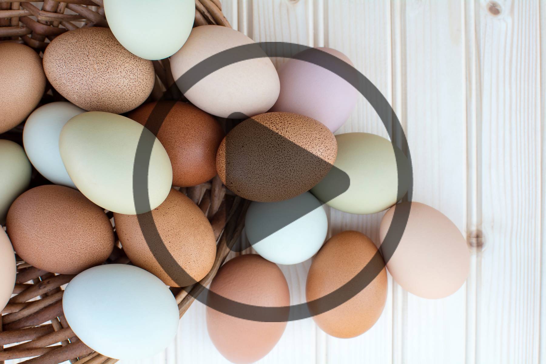 Best Egg Layers – Mother Earth News